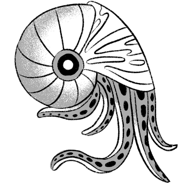 Nautilus Of Wisdom - INK DROPS